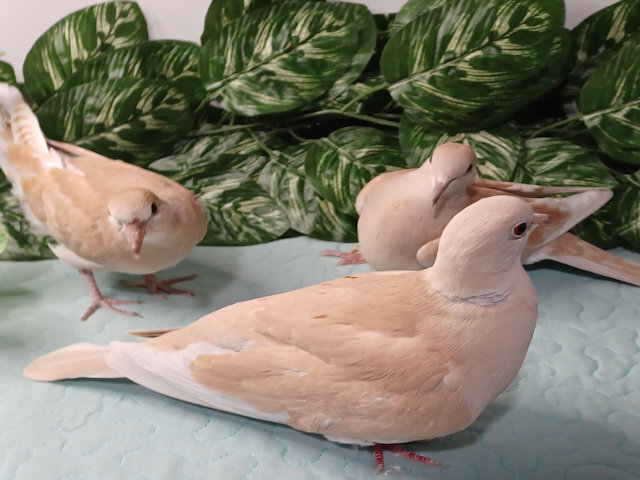 The Peach Ringneck Dove for Sale - Doves World™